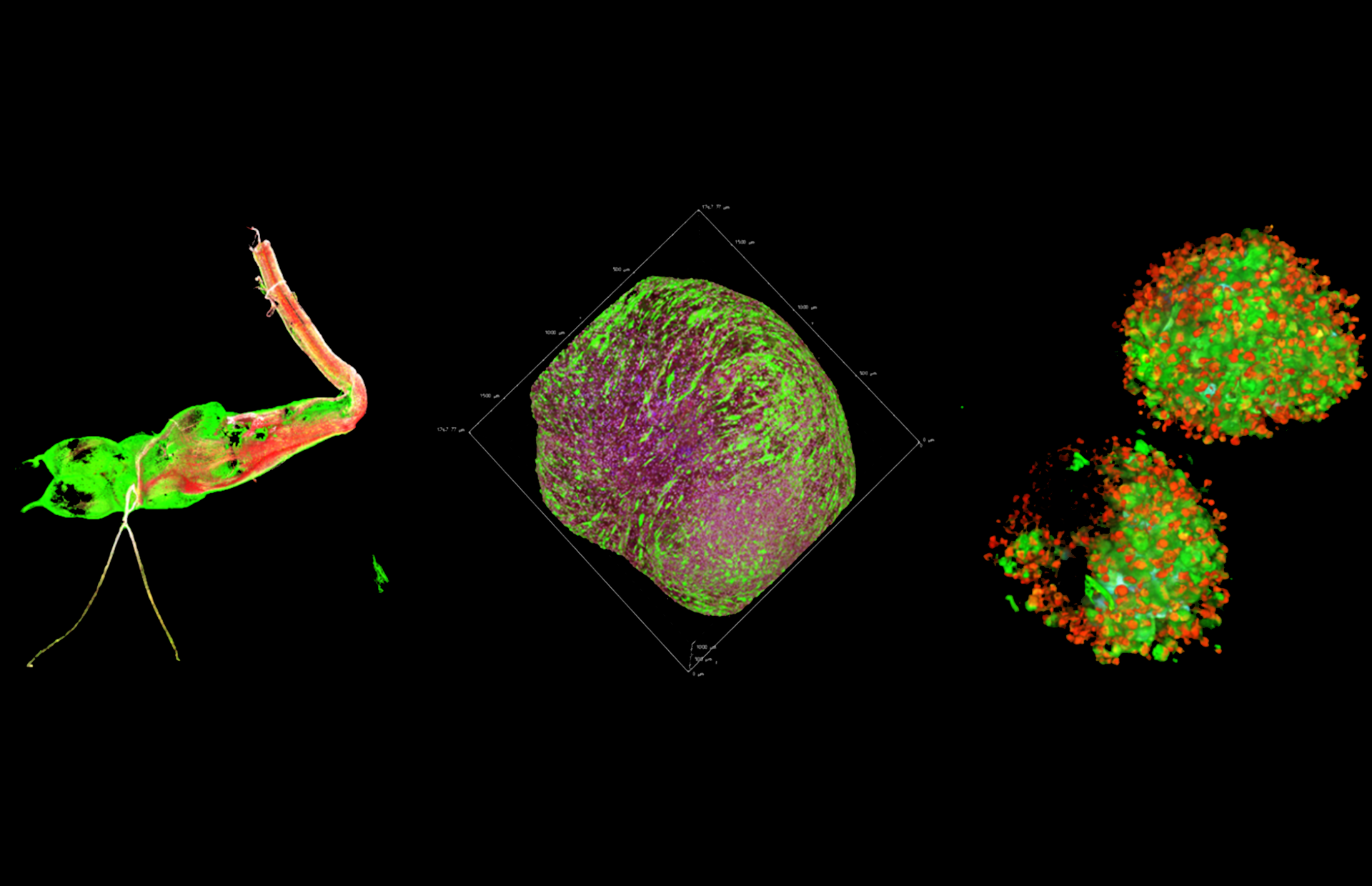 CELL IMAGING SERVICES - Ingénierie Cellulaire et Vectorologie